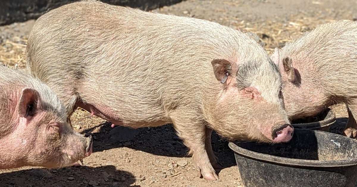 MSPCA at Nevins Farm waiving adoption fees for pigs Saturday and Sunday ...