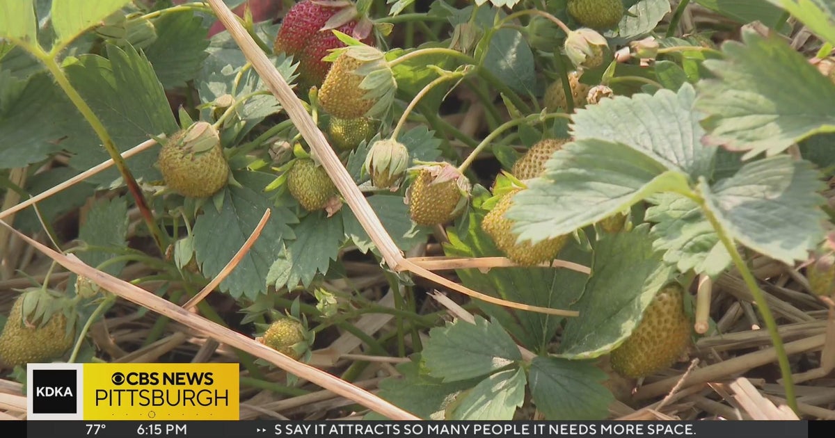 Dry weather takes toll on fruits and vegetables - CBS Pittsburgh