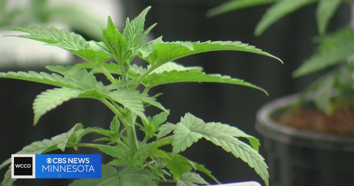 The marijuana business is already lighting up with activity upon its ...