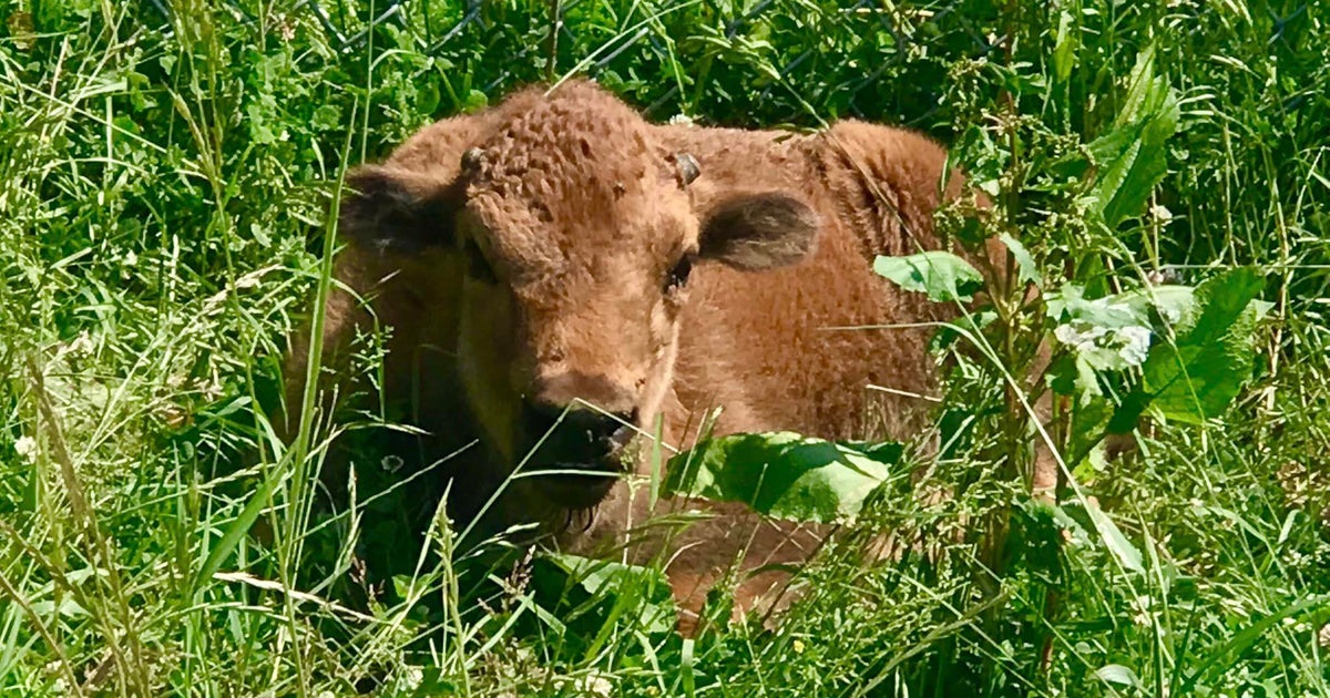 Baby buffalo at South Park Game Preserve dies after being 'accidentally ...