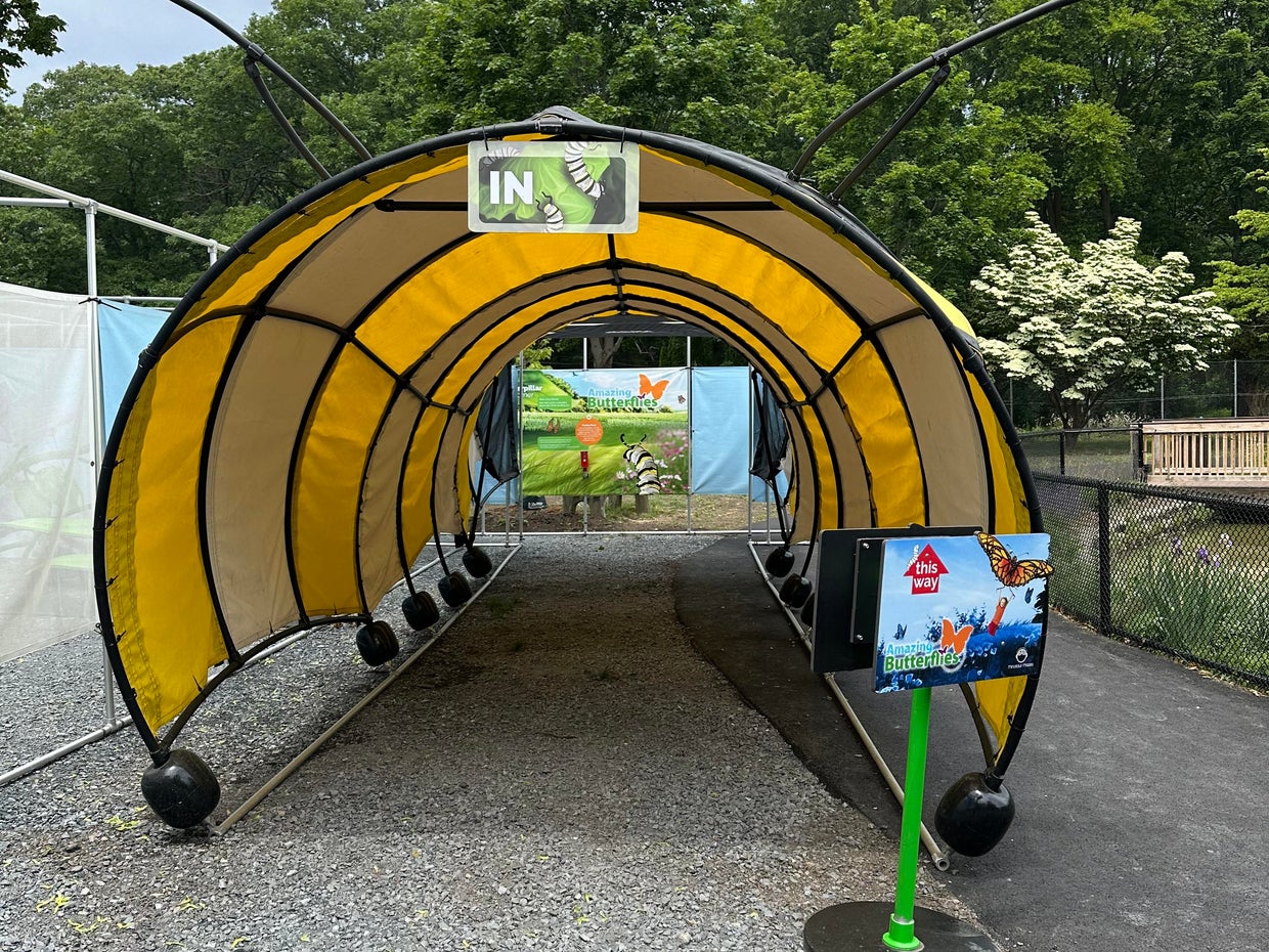 'Amazing Butterflies' exhibit comes to Capron Park Zoo in Attleboro ...