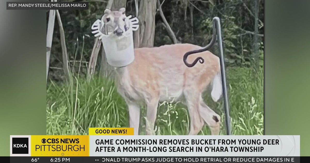 Deer with bucket stuck on head rescued in O'Hara Township - CBS Pittsburgh