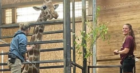 Michigan giraffe treated with stem cells to ease arthritis - CBS Detroit