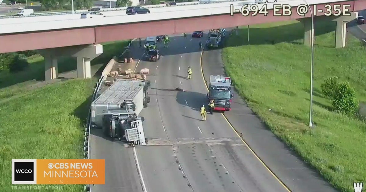 Video: Law enforcement rounding up pigs after semi crashes on metro ...