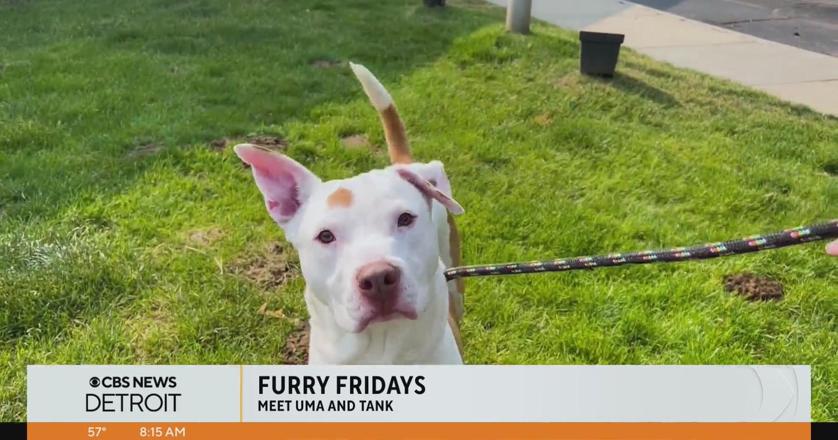 Furry Fridays: Meet Uma and Tank - CBS Detroit