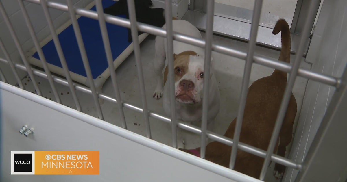 Bright Spot: Inseparable dogs adopted together - CBS Minnesota