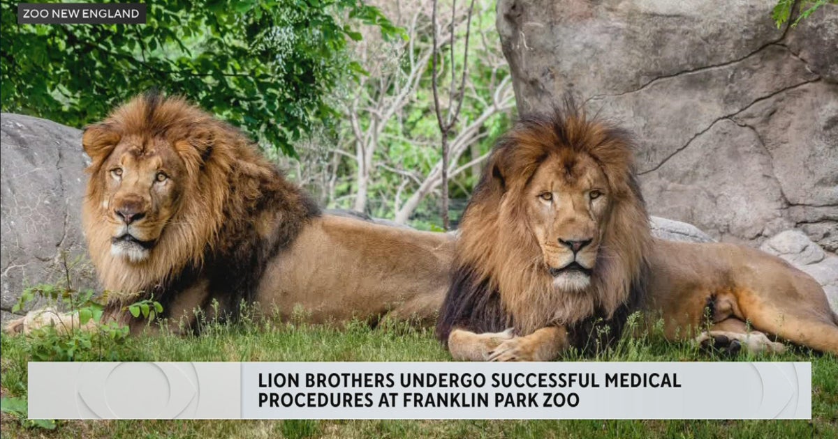 Franklin Park Zoo lion recovering after surgery, blood transfusion from ...