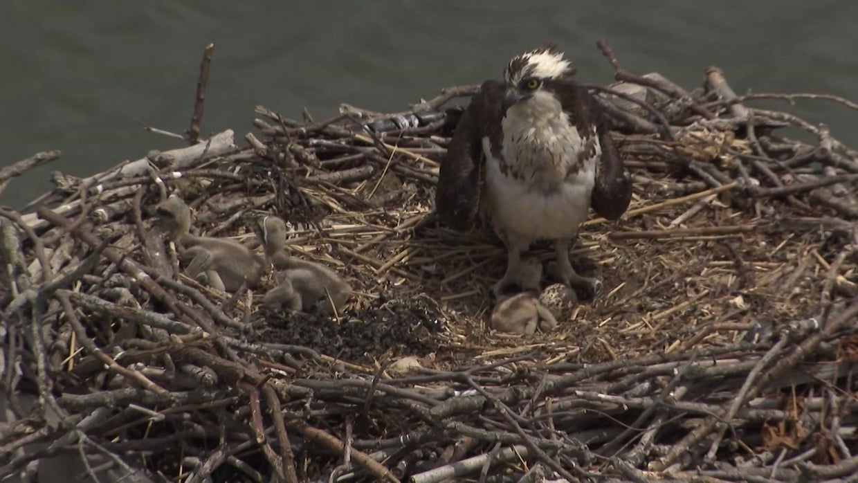 Osprey chicks hatch two years after parents made nest at Huntington ...