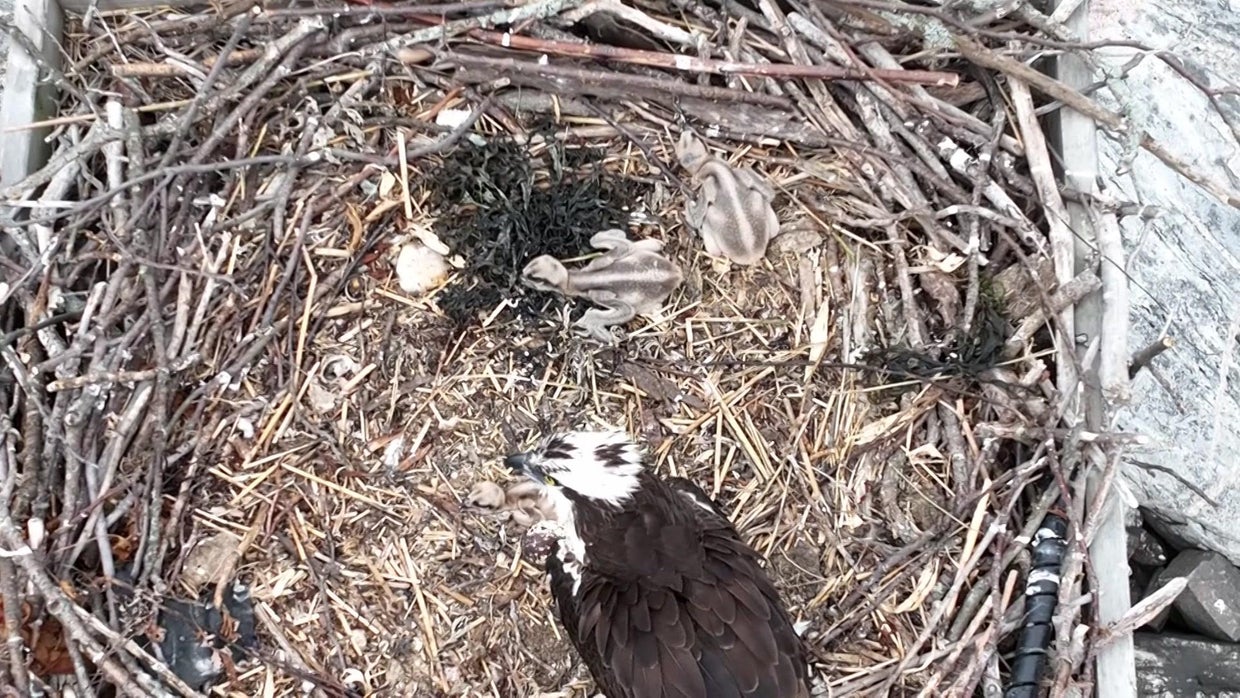 Osprey chicks hatch two years after parents made nest at Huntington ...