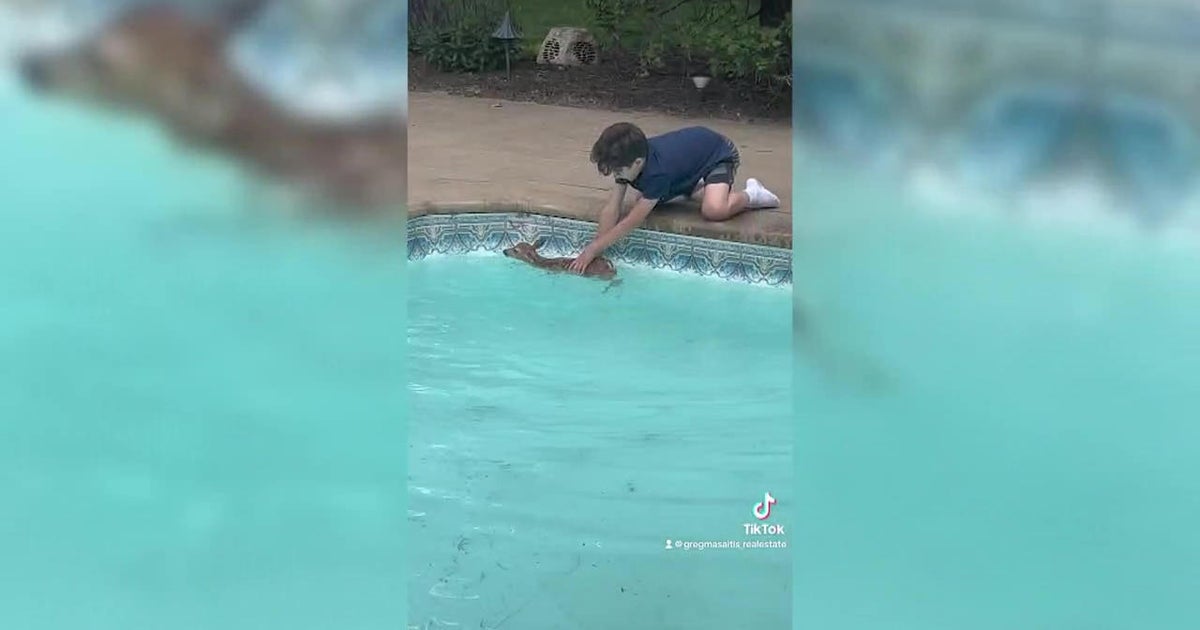 See it: 12-year-old Long Island boy saves baby deer that fell into ...