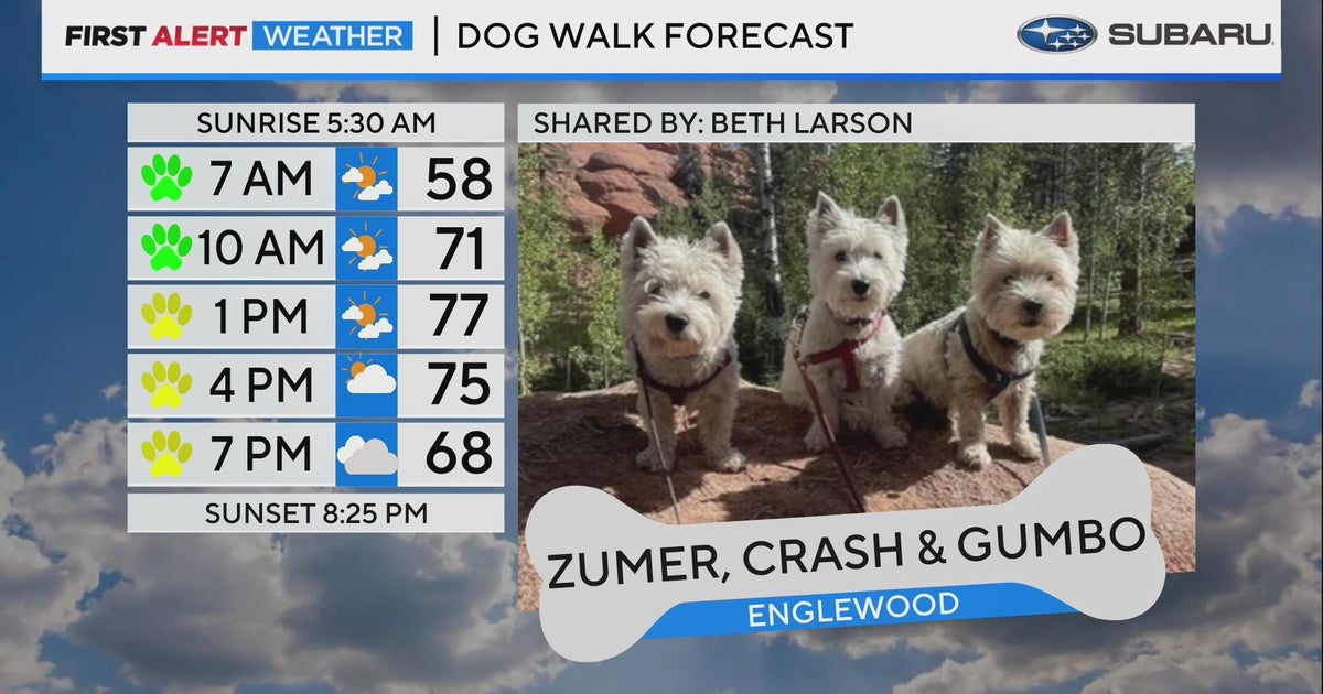 Zumer, Crash & Gumbo join Dog Walk Forecast - CBS Colorado