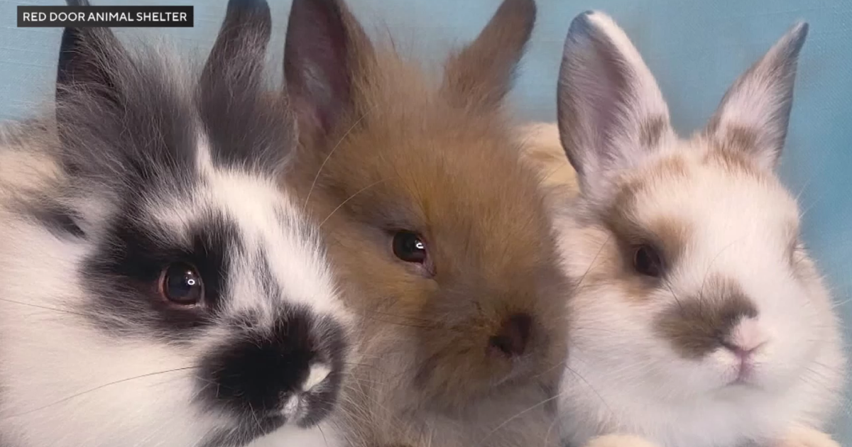 Volunteers rescue baby rabbits near Metra tracks in Rogers Park - CBS ...
