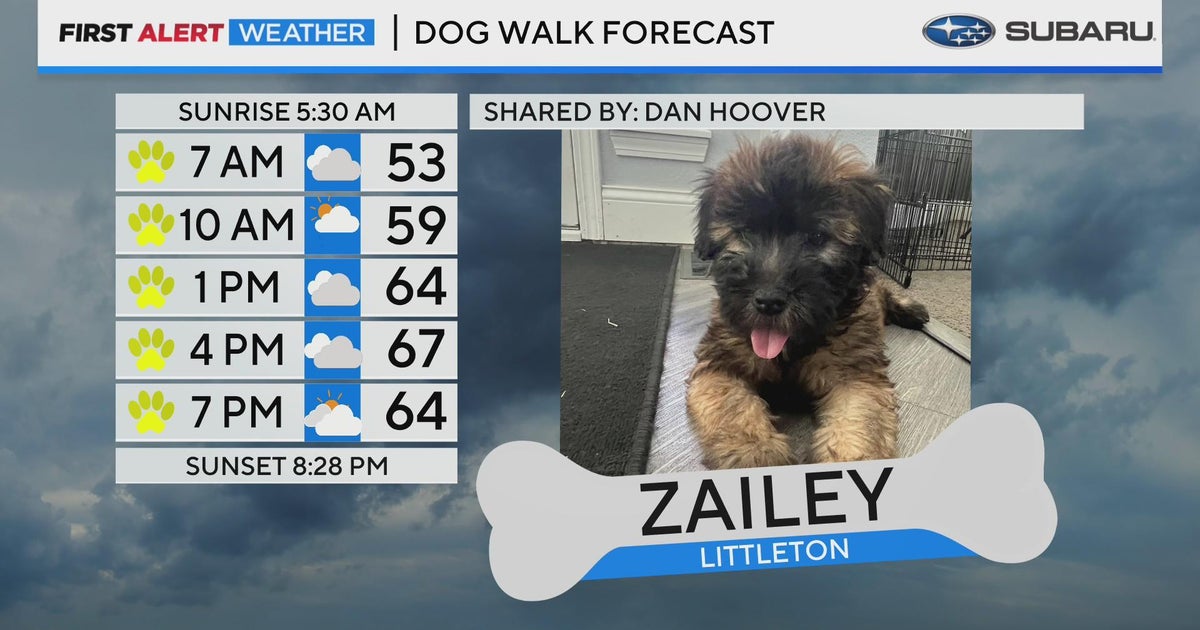 Zailey joins Dog Walk Forecast - CBS Colorado