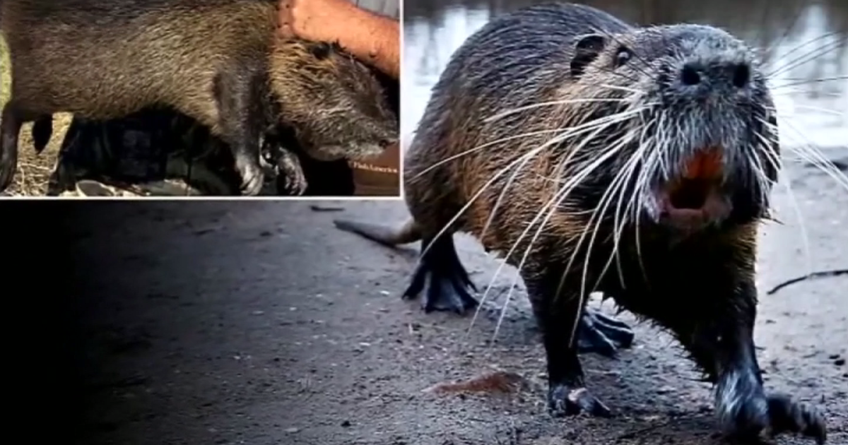 Invasive aquatic rodent known as nutria spotted in Sacramento County ...
