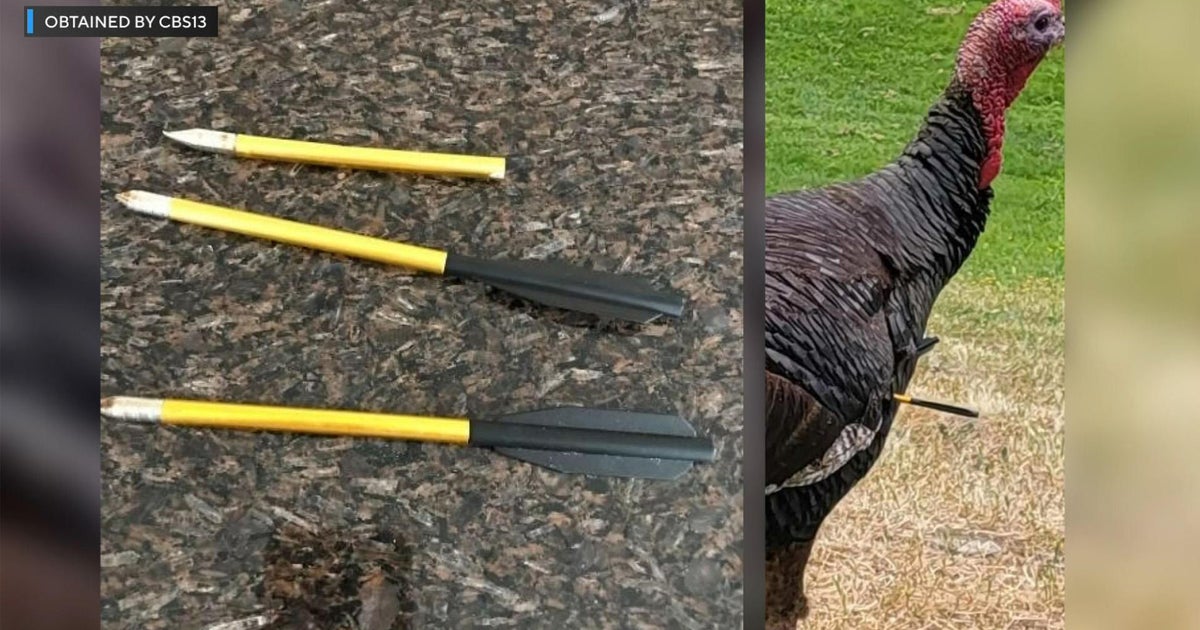 Rio Vista residents find dead, injured turkeys shot with darts - CBS ...