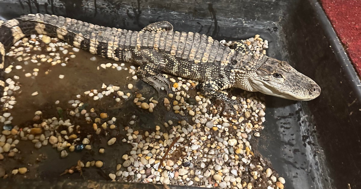 Alligator rescued in Philadelphia; 5th to be saved within months - CBS ...