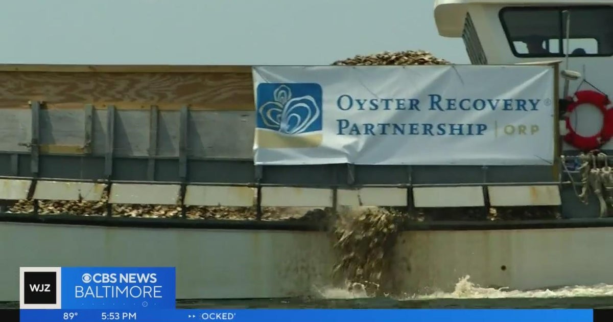 Group plants oysters in the Chesapeake Bay to keep the water clean ...