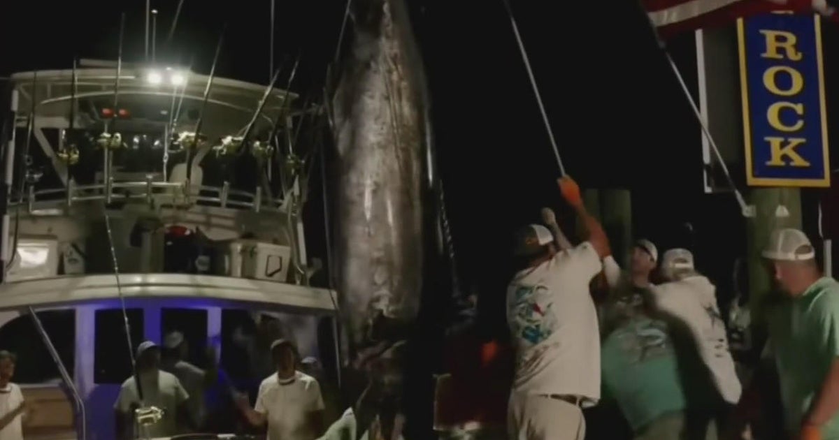 Fishermen lose out on winning catch after it turns out a chunk of it ...