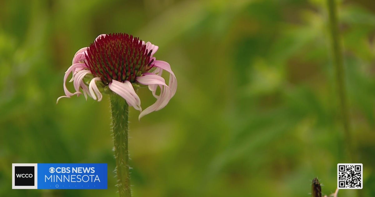 How we can protect our pollinators - CBS Minnesota