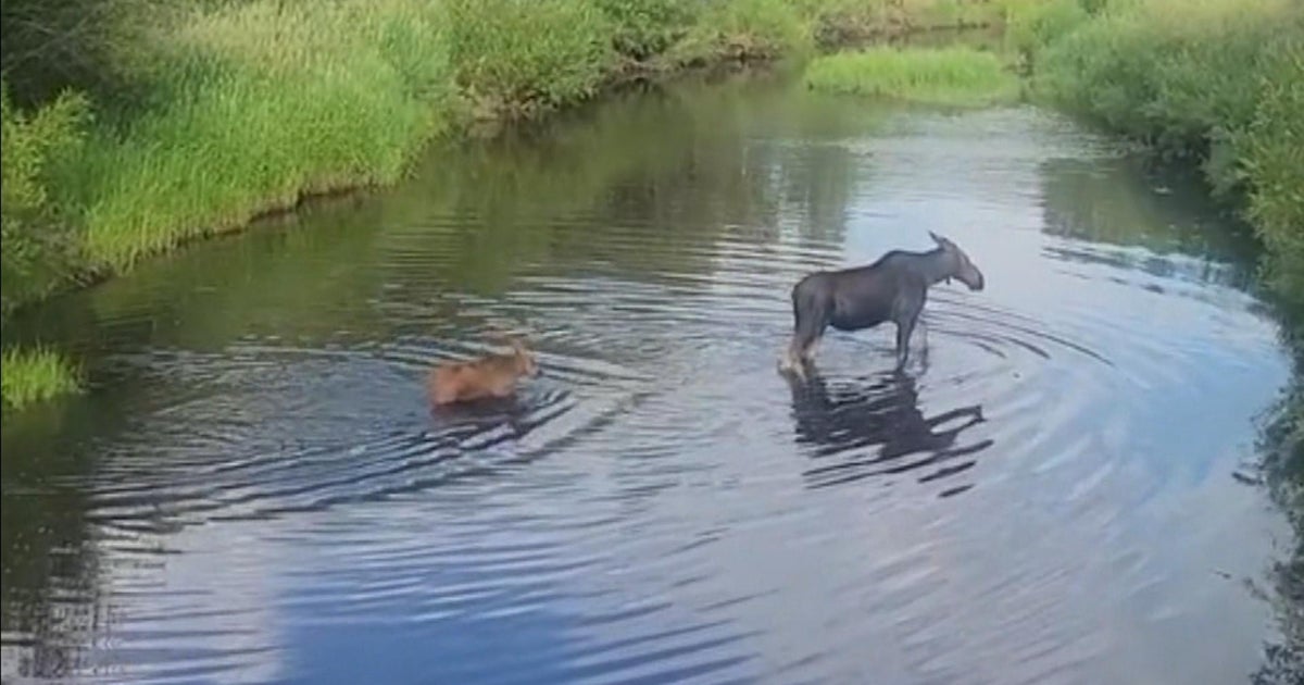 Moose attack along Coal Creek another indication how Colorado animal's population is increasing ...
