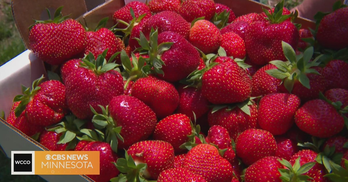 Are strawberries the perfect summer fruit? - CBS Minnesota