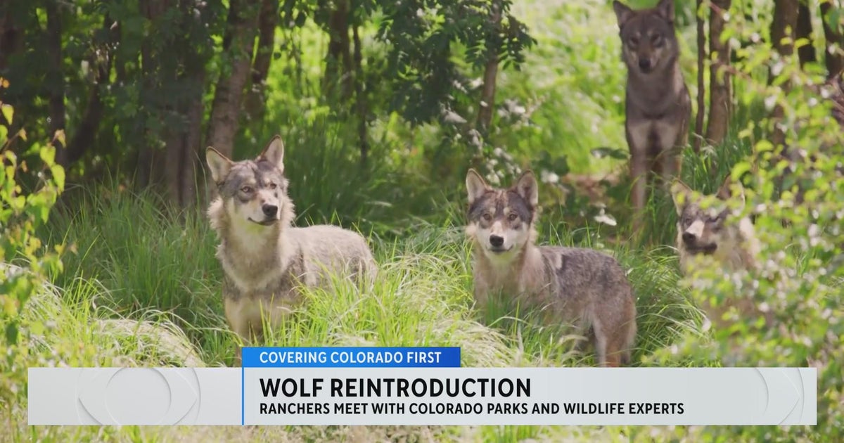 Colorado ranchers meet with wildlife officials to discuss safety amid ...