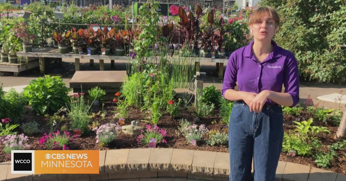 5 tips to attract pollinators to your yard - CBS Minnesota