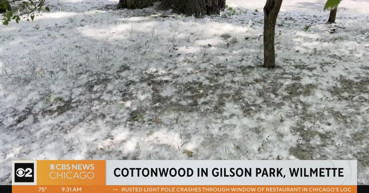 Cottonwood in Gilson Park, Wilmette - CBS Chicago