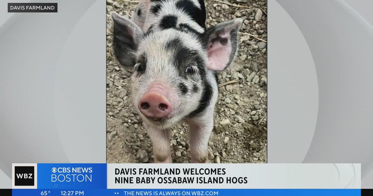Endangered Ossabaw Island hogs born at Davis Farmland in Sterling - CBS ...