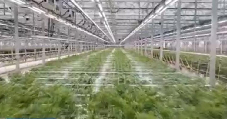 WJZ tours Maryland's largest cannabis farm ahead of legalization of ...