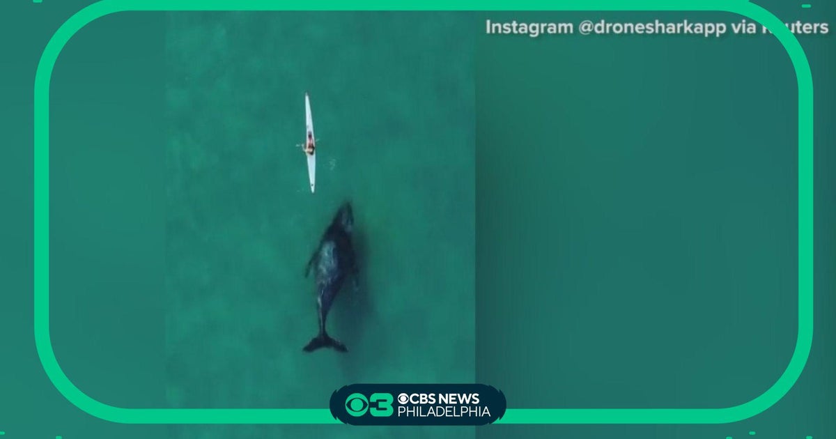 Humpback whale seen following kayaker in Australia - CBS Philadelphia