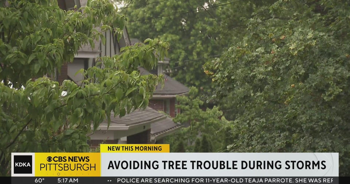Spotting problems with trees on your property and knowing when to call ...