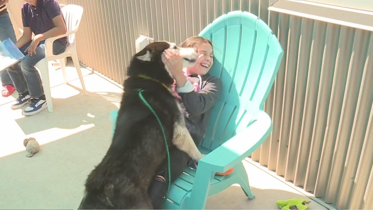 Deputies help Rio Linda girl get new dog after driver intentionally runs over puppy - CBS Sacramento