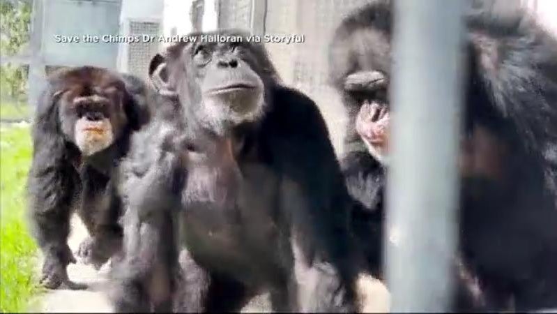 Chimpanzee caged for 28 years "in awe" after seeing sky - CBS Sacramento