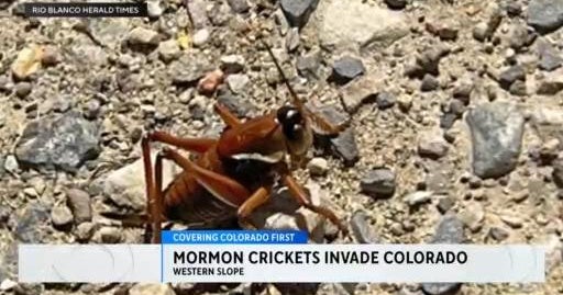 Mormon cricket infestation hits parts of Colorado - CBS Colorado