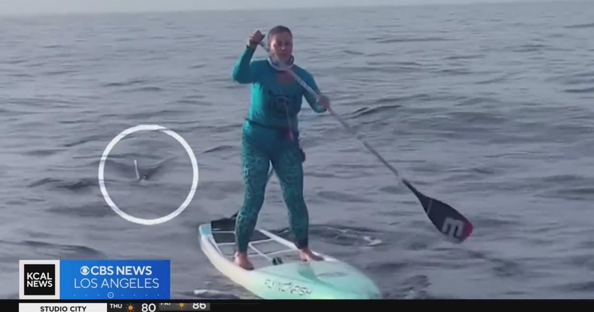 Camera catches a shark on the heels of a woman paddleboarding on the ...