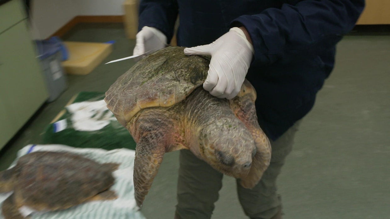 Helping endangered sea turtles, by air - CBS News