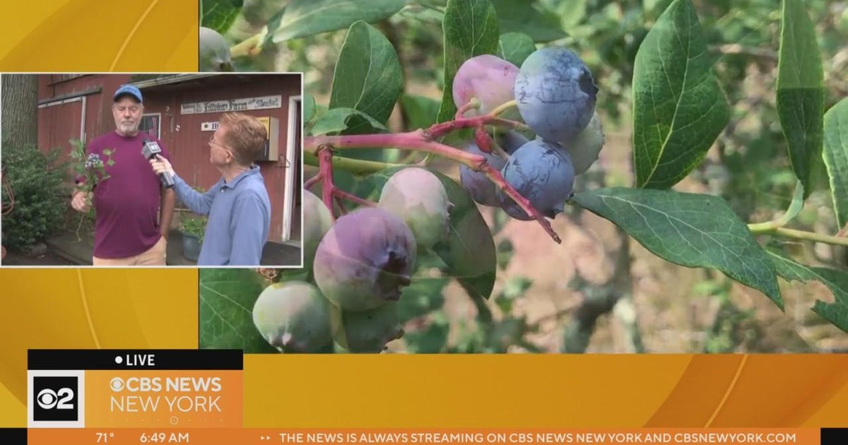 Here's how to pick the perfect blueberry - CBS New York