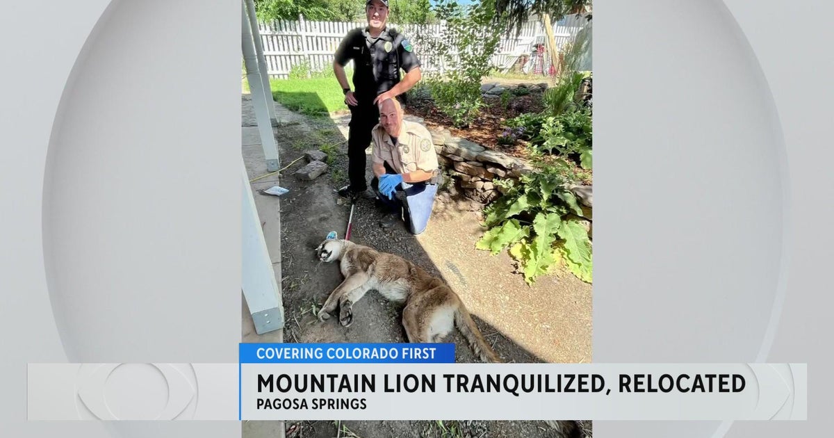 Mountain lion released back into wild after being located in Pagosa Springs - CBS Colorado