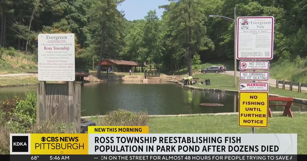 Ross Township re-establishing fish population in local park pond - CBS ...