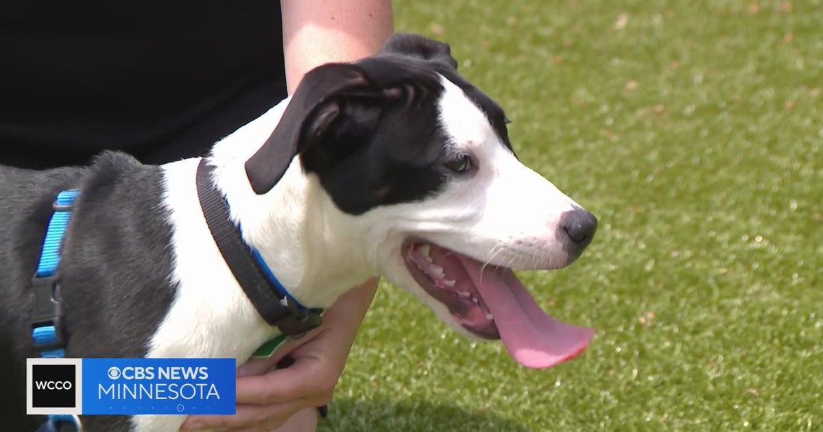 Dozens of pets brought in to Animal Humane Society over the weekend ...