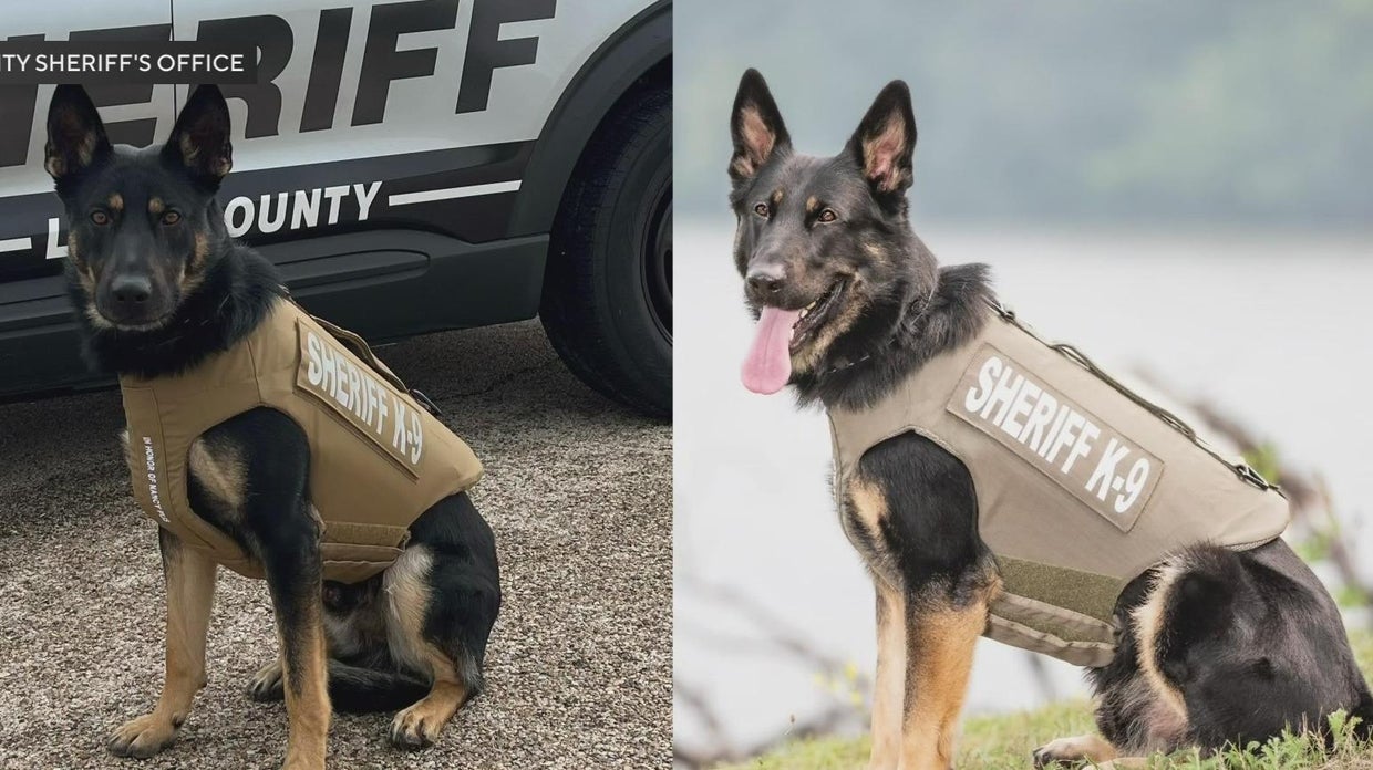 2 Lake County Sheriff's K9s sporting new bulletproof vests - CBS Chicago