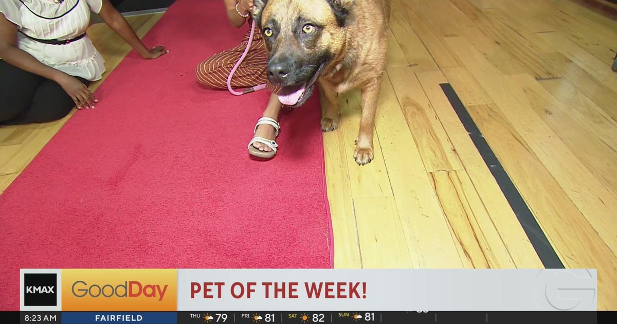 Sacramento SPCA Pet of the Week - meet Sofritas! - Good Day Sacramento