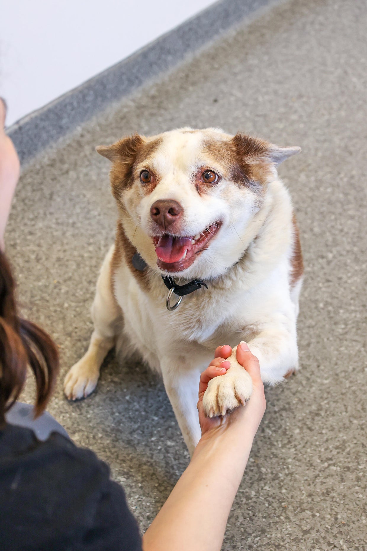 PAWS pet of the Week: Taylor - CBS Chicago