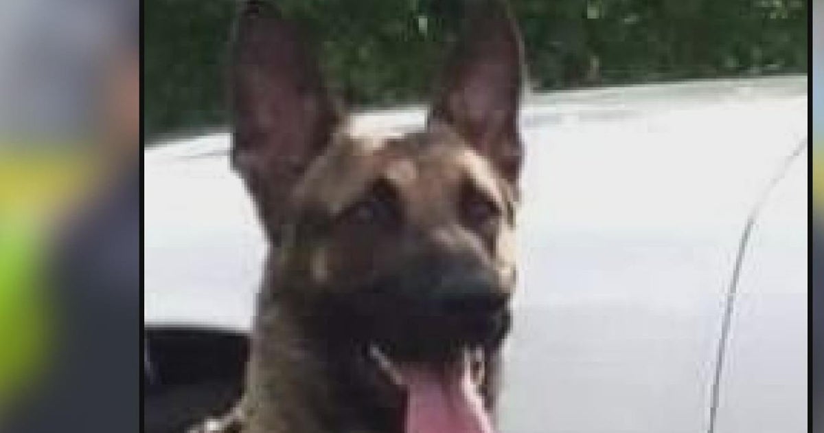 Suspect shoots, kills police K-9 in Gary, Indiana - CBS Chicago