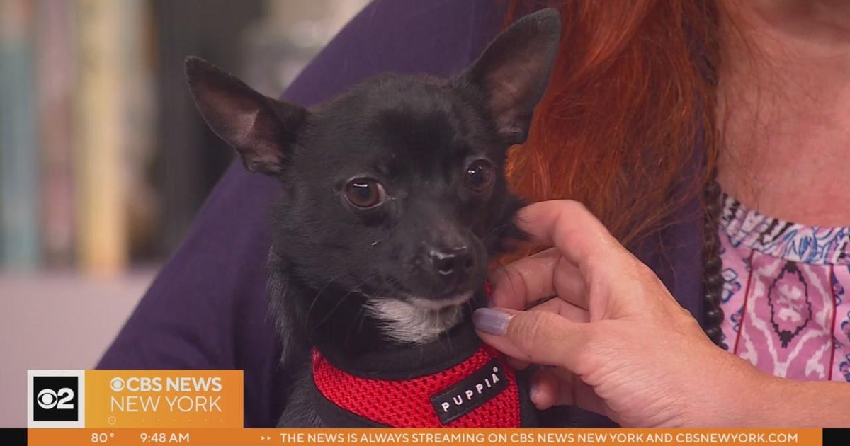 Furry Friend Finder: Godfrey - CBS New York
