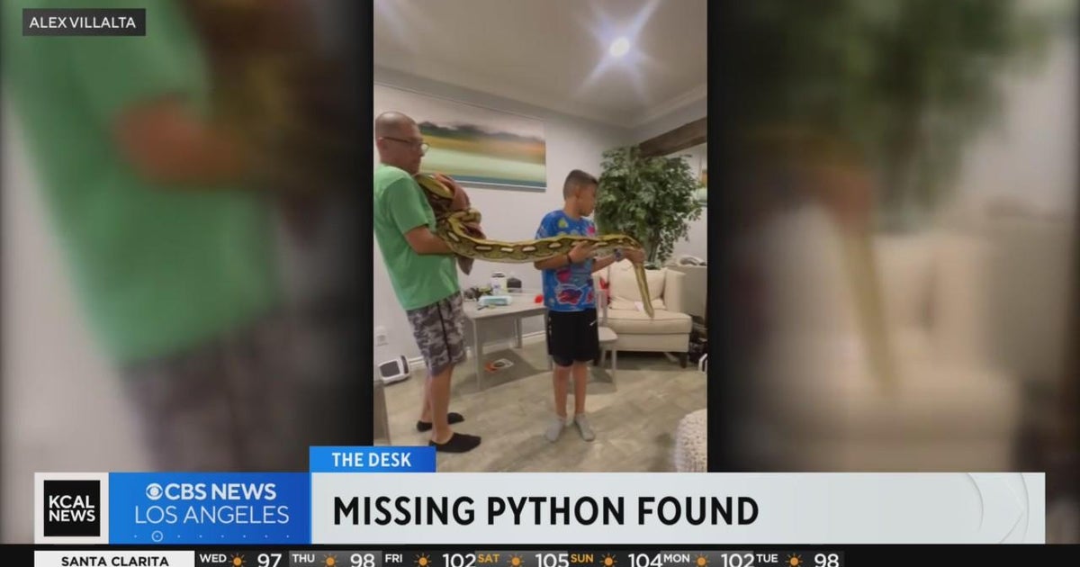 Big Mama, the 15-foot python, found safe - CBS Los Angeles