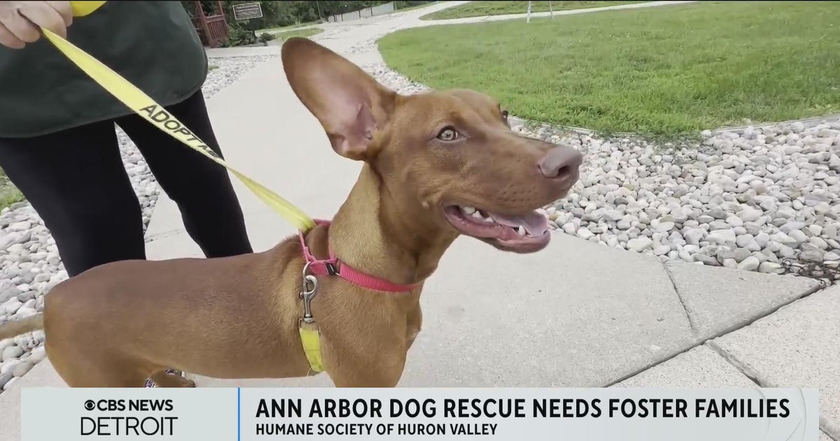 Ann Arbor Humane Society offers pet care in times of emergency for ...