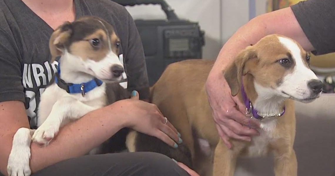 Pet Rescue Spotlight: Wright Way Rescue - CBS Chicago