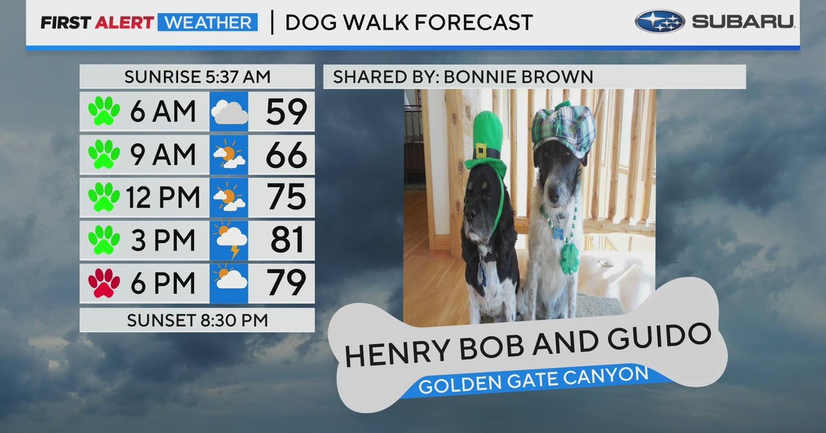 Henry Bob and Guido join Dog Walk Forecast - CBS Colorado